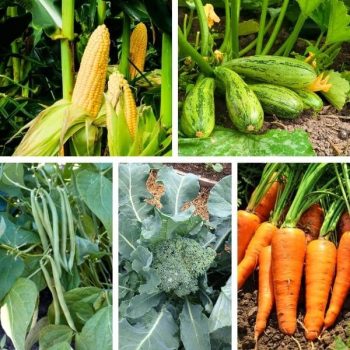 Year-Round Gardening: What to Plant in Each Season