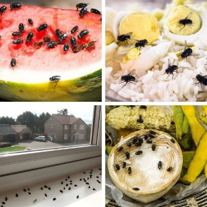 How to Get Rid Of Flies Indoor Safely and Naturally