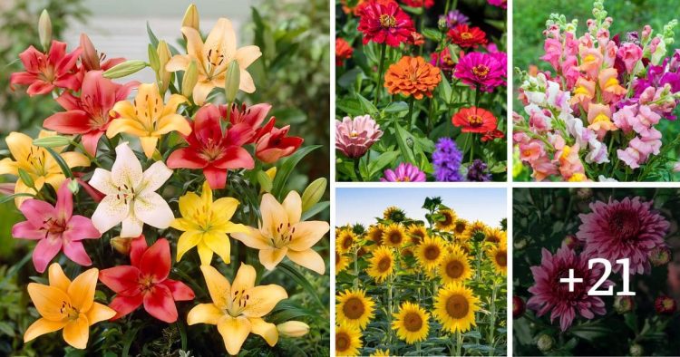 25 Best Cut Flowers for Backyard Boutiques