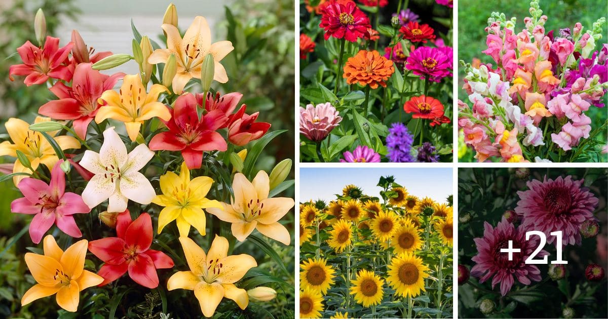 25 Best Cut Flowers for Backyard Boutiques