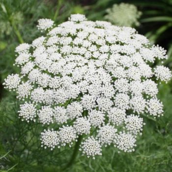 Ammi (Queen Anne’s Lace) Growing Guide