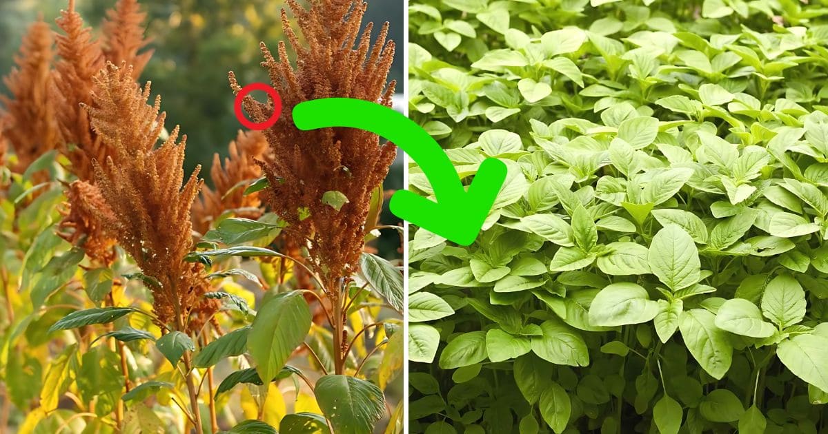 Guide on How to Grow Amaranth Plant