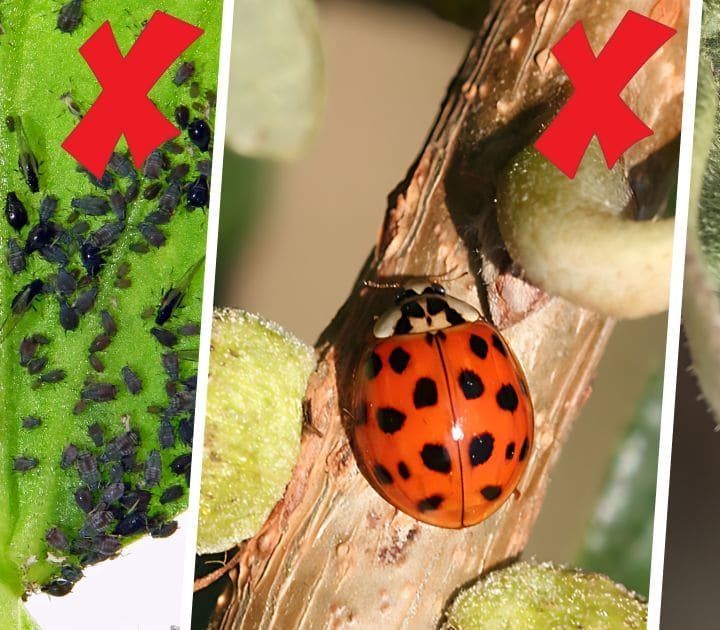 Are Ladybugs Good or Bad for Plants?