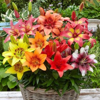 How to Grow and Care for Asiatic Lilies