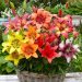 How to Grow and Care for Asiatic Lilies