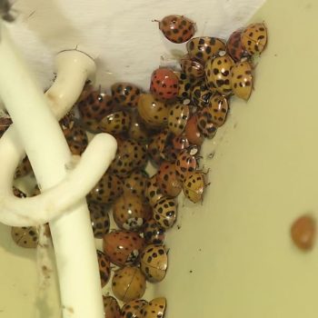 Are Ladybugs Good or Bad for Plants?