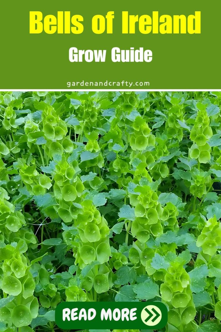 Bells of Ireland Grow Guide
