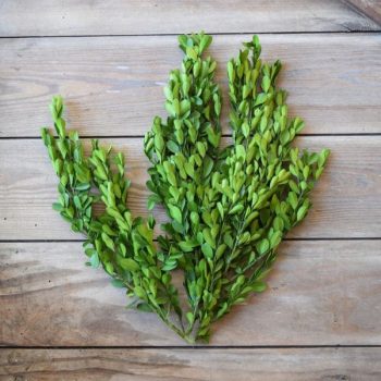 Top 20 Best Foliages For Flower Arrangements