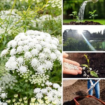 Ammi (Queen Anne’s Lace) Growing Guide