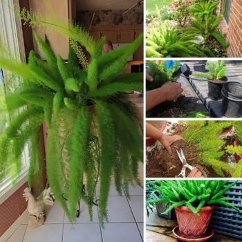 A Complete Guide to Growing Foxtail Fern