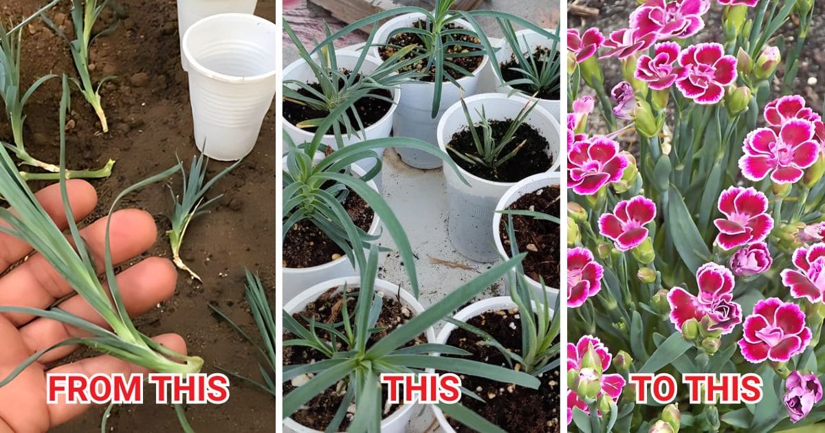 A Guide to Growing Carnation Flowers