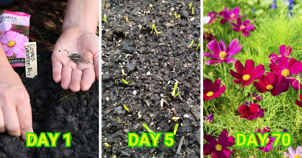 Cosmos Flowers Grow Guide