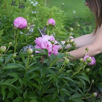 How to Cut Peonies For A Vase