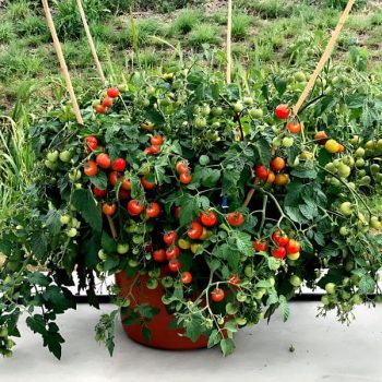 How Deep Do Tomato Roots Grow?