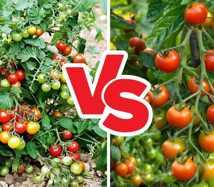 Determinate Vs Indeterminate Tomatoes