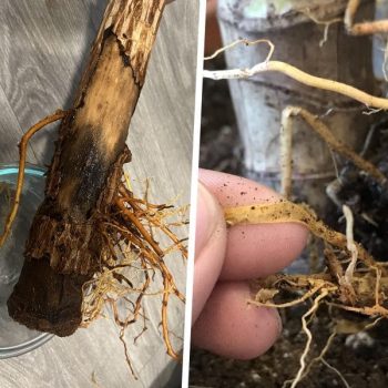 A Complete Guide to Caring for Mass Cane Plant