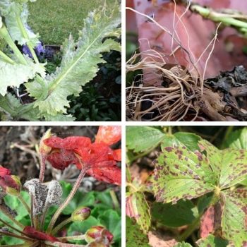 Full Guide on How to Grow Poppy Flowers