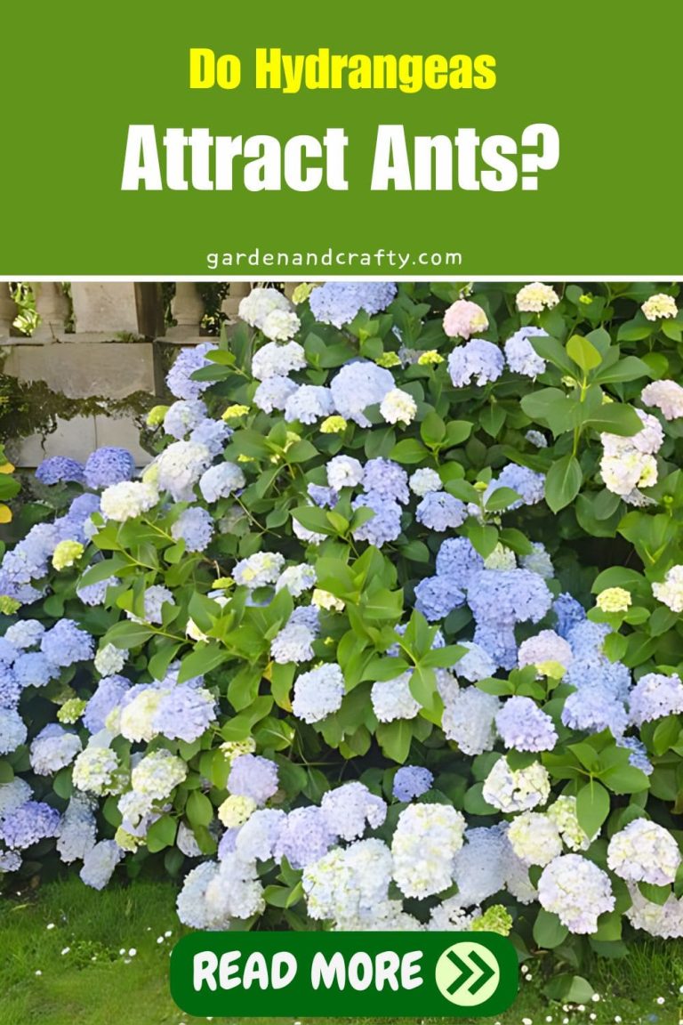 Do Hydrangeas Attract Ants?