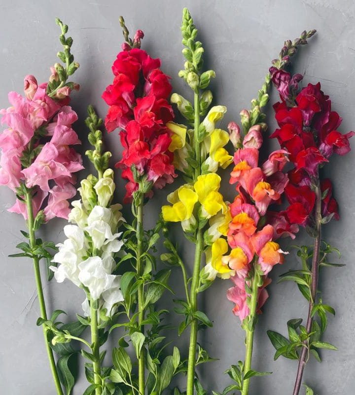 Do Snapdragons Come Back Every Year?