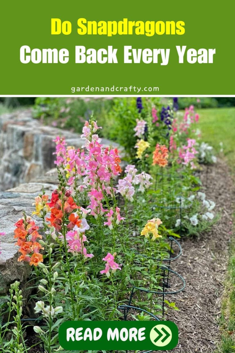 Do Snapdragons Come Back Every Year?