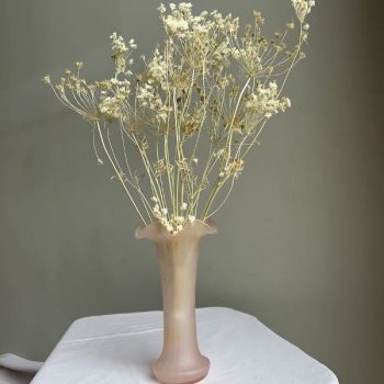 Ammi (Queen Anne’s Lace) Growing Guide