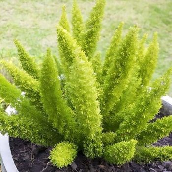 A Complete Guide to Growing Foxtail Fern