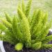 A Complete Guide to Growing Foxtail Fern