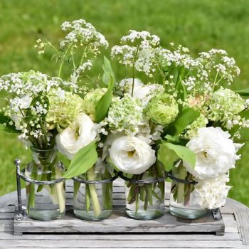 Ammi (Queen Anne’s Lace) Growing Guide