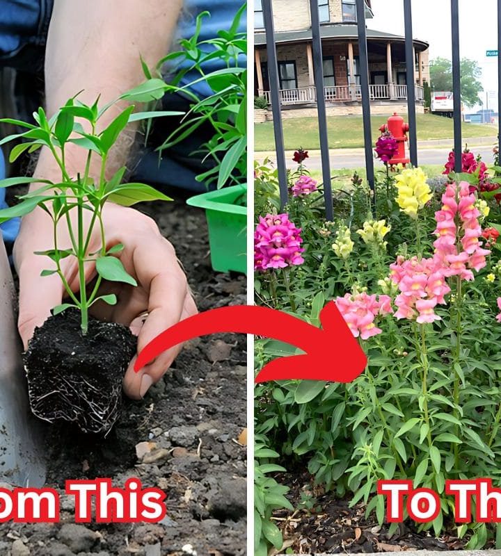 How to Grow Snapdragons