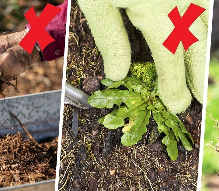 How To Keep Weeds Out Of Garden Effectively