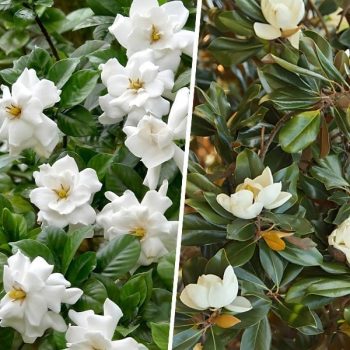 Gardenia vs Magnolia: The Differences Between These Flowers