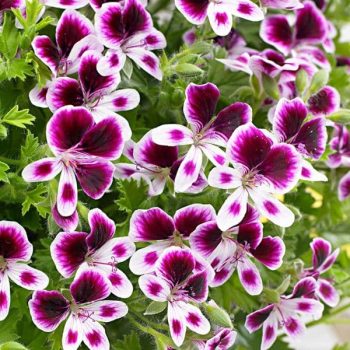 20 Most Beautiful Five-Petal Flowers