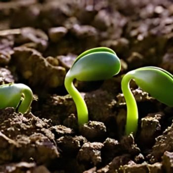 10 Stages of Planting Cucumbers Successfully