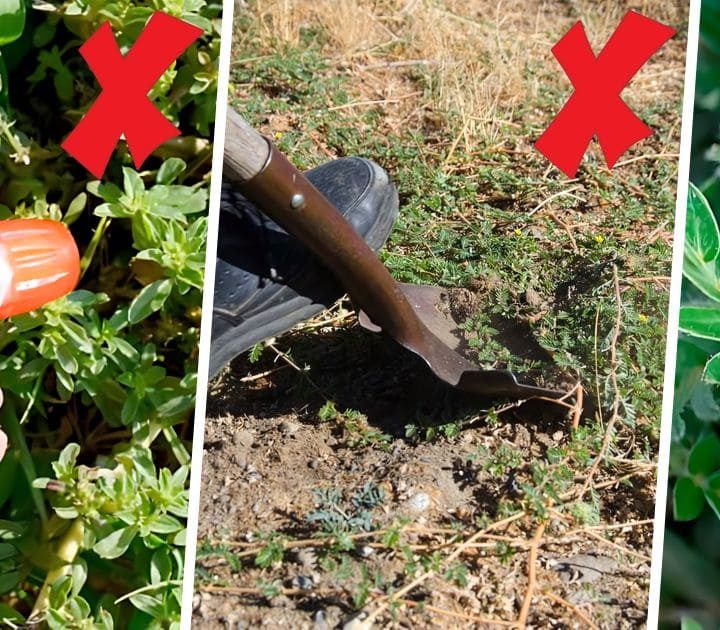 How to Get Rid Of Goat Heads