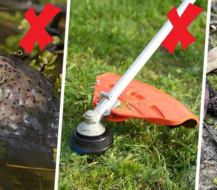Frogs Control: 12 Tips to Get Rid of Frogs Effectively