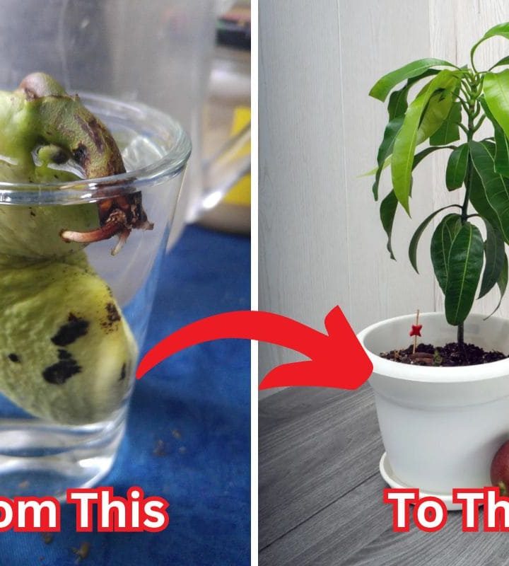 How To Grow A Mango Seed In Water