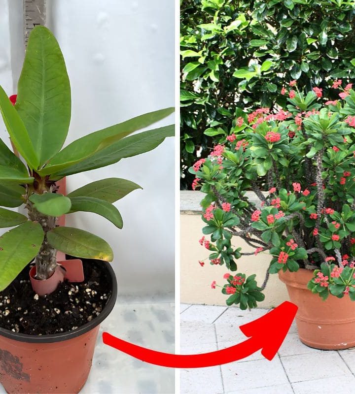 How to Grow Crown of Thorns Plant