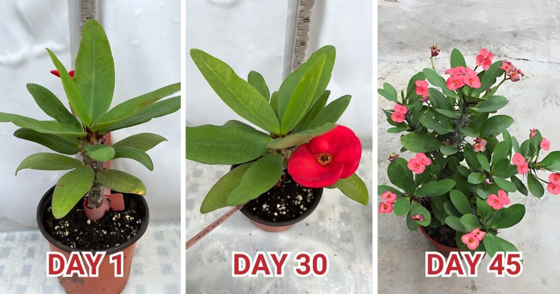 How to Grow Crown of Thorns Plant
