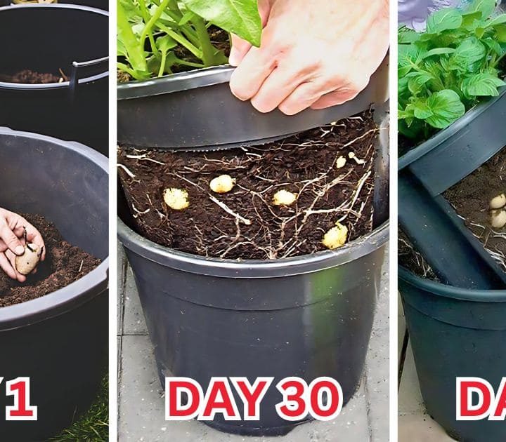 How To Grow Potatoes In A Container