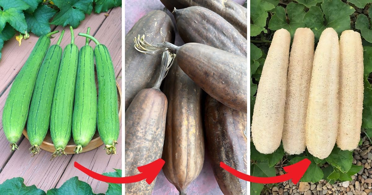How to Grow Luffa In Your Garden