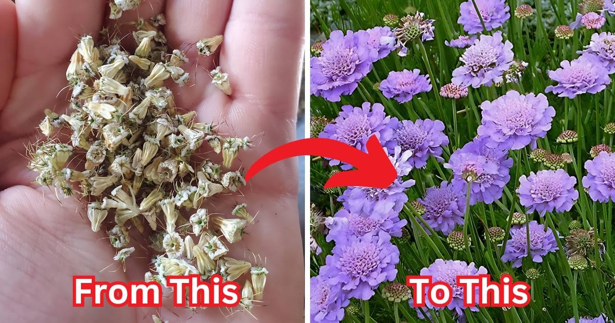 How to Grow Scabiosa Flower (Pincushion Flower)