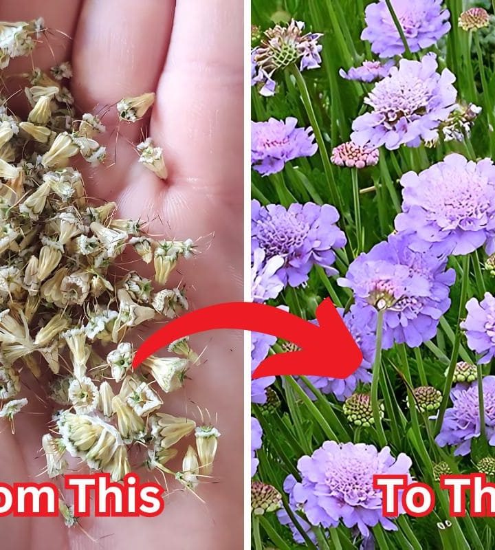 How to Grow Scabiosa Flower (Pincushion Flower)