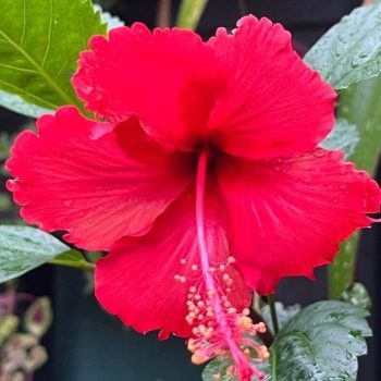 20 Most Beautiful Five-Petal Flowers