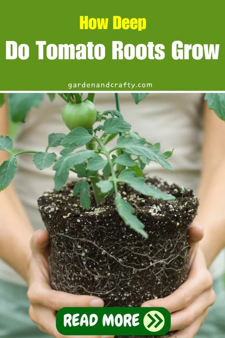 How Deep Do Tomato Roots Grow?