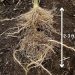 How Deep Do Tomato Roots Grow?