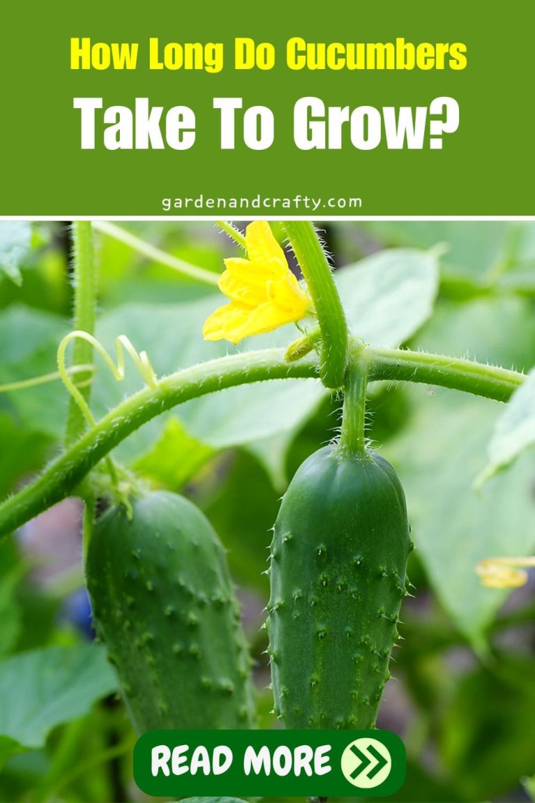 10 Stages of Planting Cucumbers Successfully