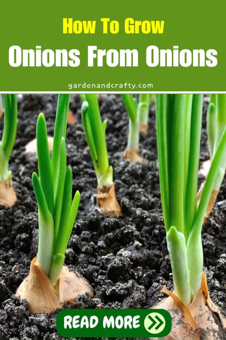 How To Grow Onions From Onions