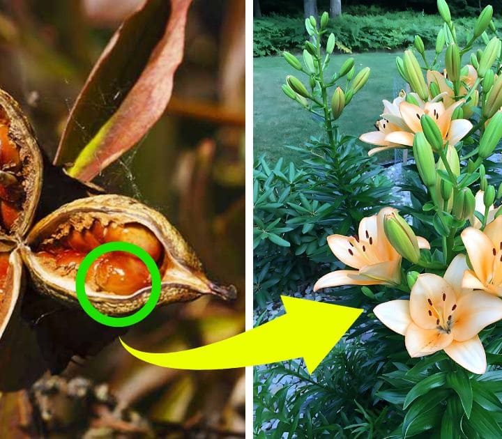 How to Grow and Care for Asiatic Lilies