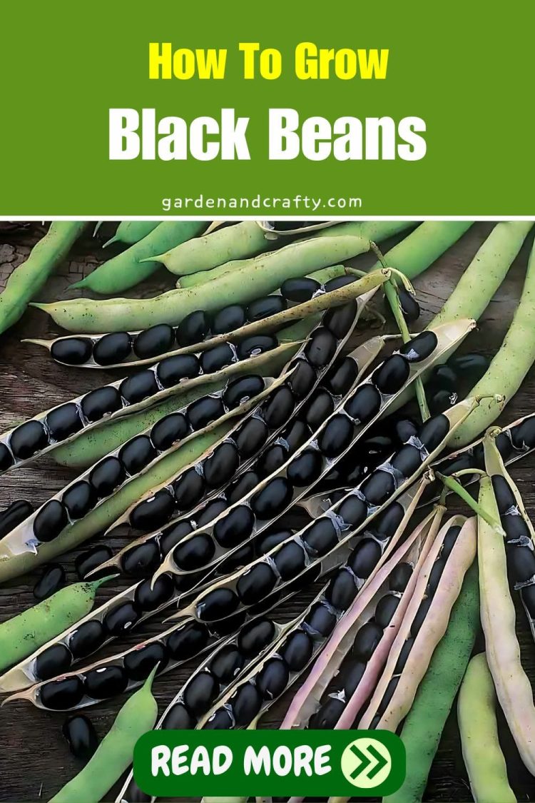 How to Grow Black Beans In The Garden