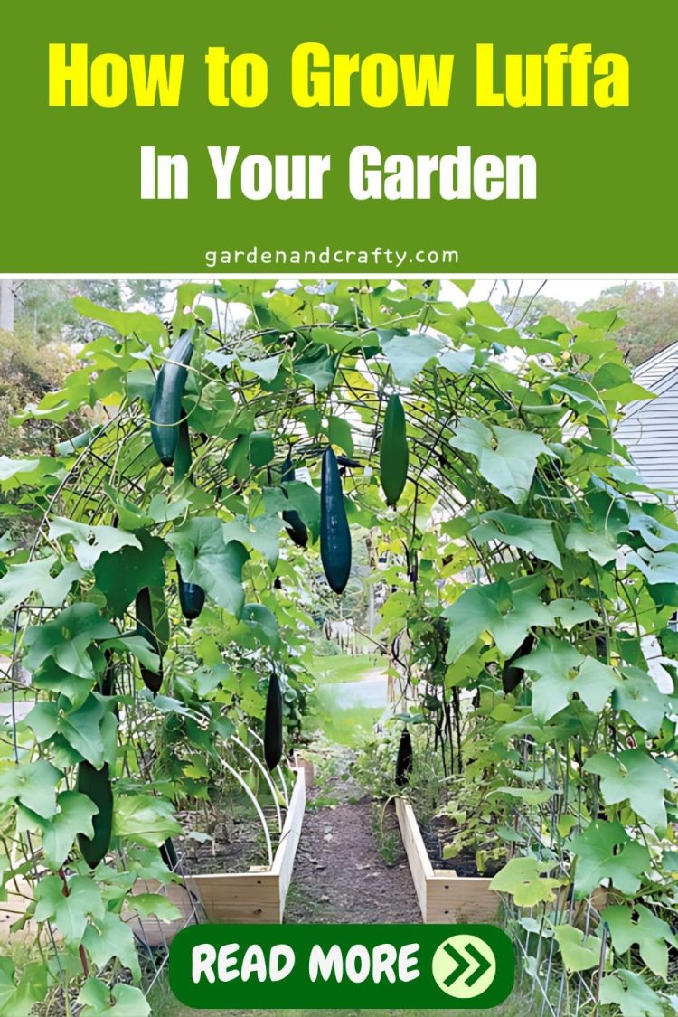 How to Grow Luffa In Your Garden